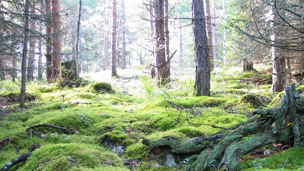 Guidelines on Closer-to-Nature Forest Management set out means to ...